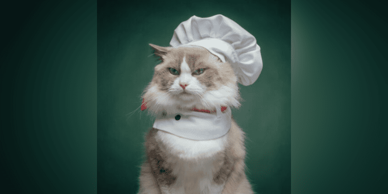 Who Is The Little Puff Cat Lynch Zhang Wiki Net Worth Biography Age Girlfriend Height
