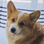 Hammy The Corgi [TikTok] Wiki, Biography, Net Worth, Age, Girlfriend